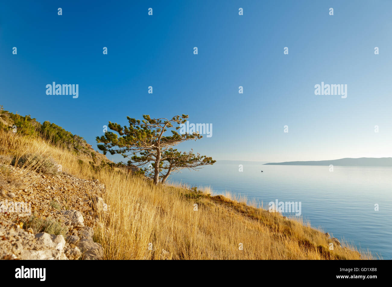 colorful pine tree on hilly dalmatian coast in sunset, near brela ...