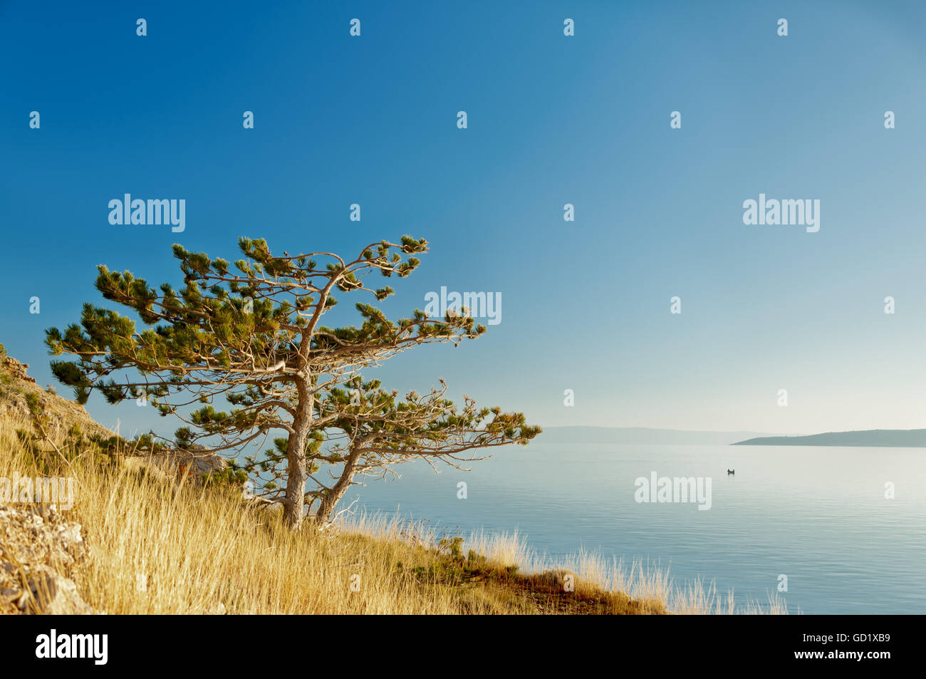 colorful pine tree on hilly dalmatian coast in sunset, near brela ...