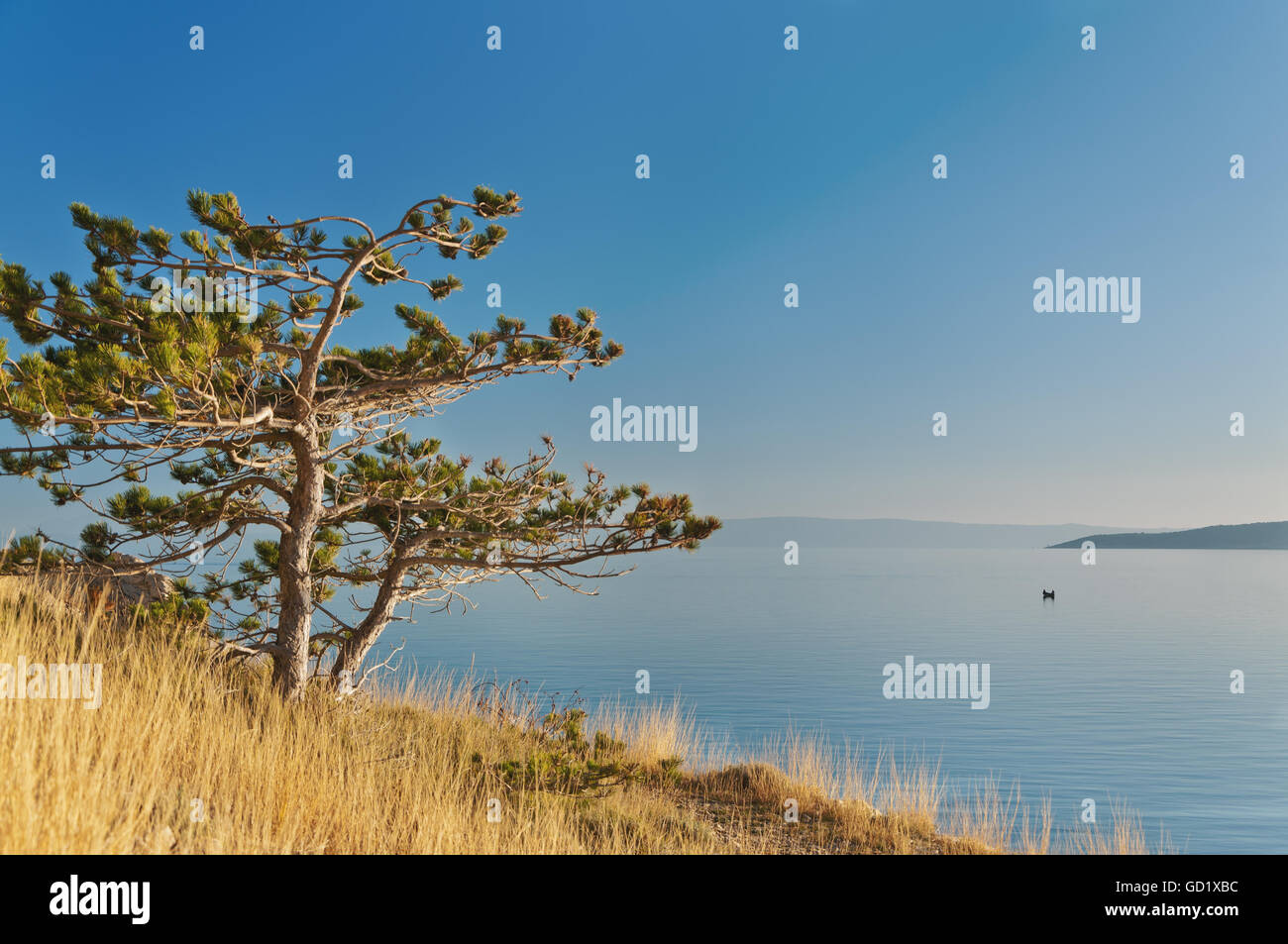 colorful pine tree on hilly dalmatian coast in sunset, near brela ...