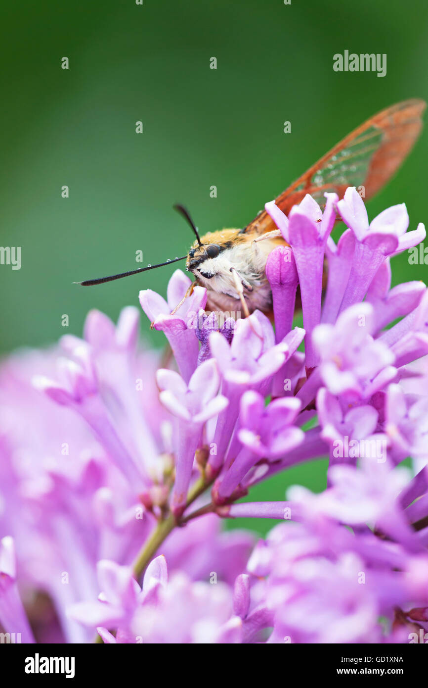 Hummingbird moth resting on lilacs in early summer in Palmer Alaska ...