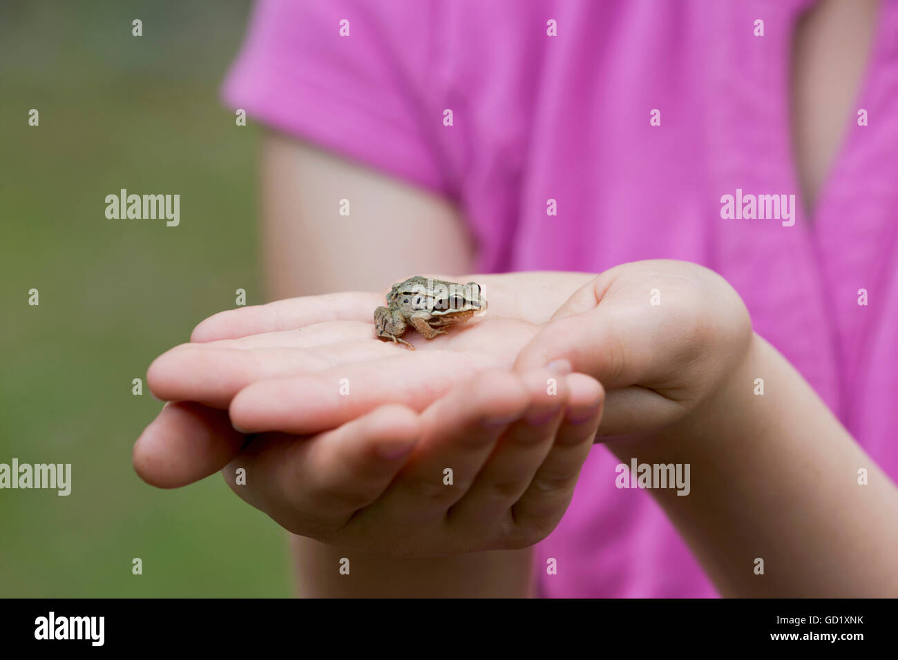 Hands holding a small frog hi-res stock photography and images - Alamy