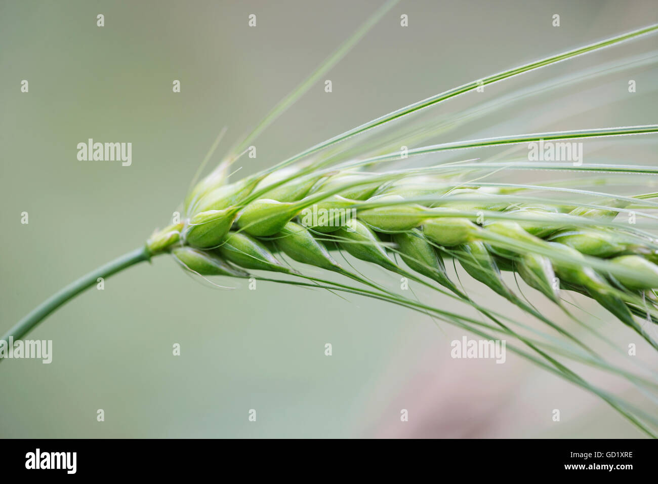 North Climate Barley High Resolution Stock Photography and Images - Alamy
