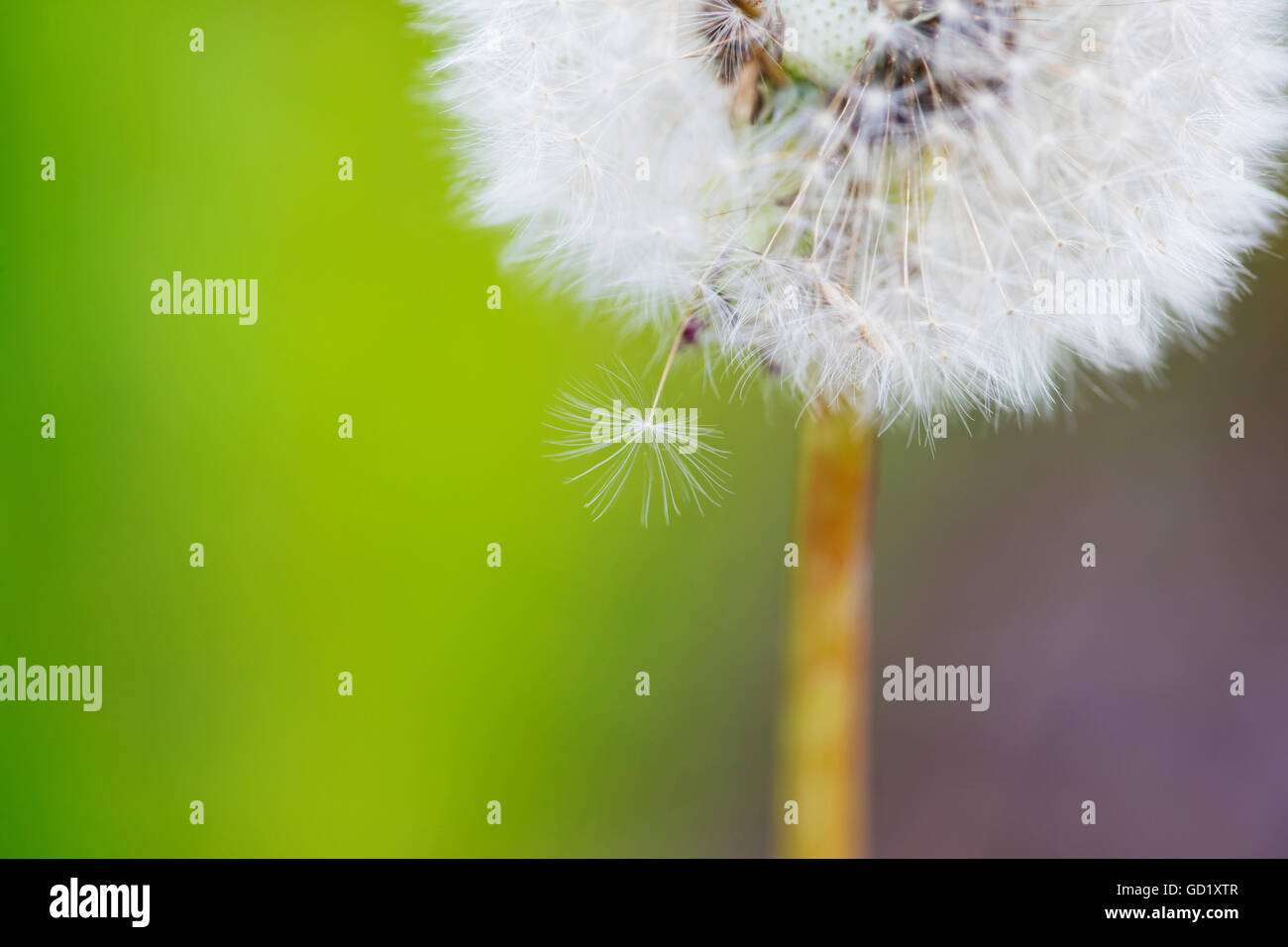 Dandelion seed dispersal hi-res stock photography and images - Alamy