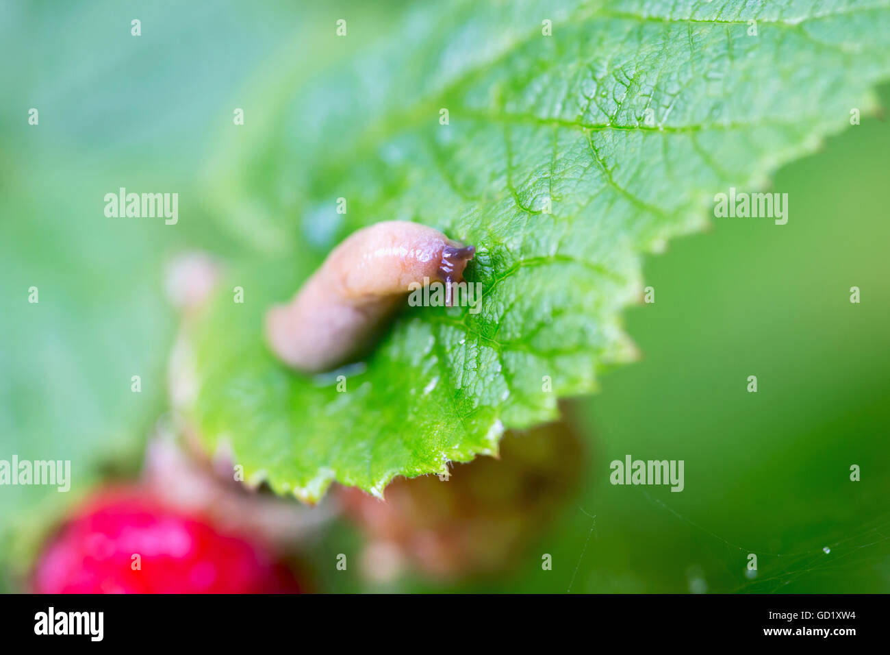 Palmer worm hi-res stock photography and images - Alamy