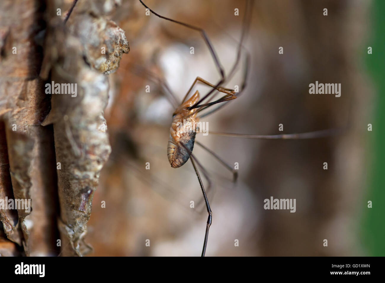 Daddy longlegs spiders hi-res stock photography and images - Alamy