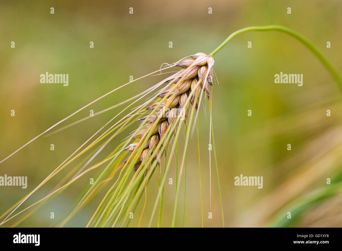 Barley hordeum vulgare mature barley hi-res stock photography and ...