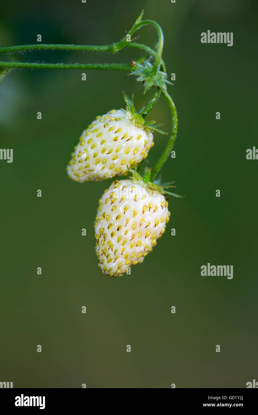 Wild strawberries alaska hi-res stock photography and images - Alamy