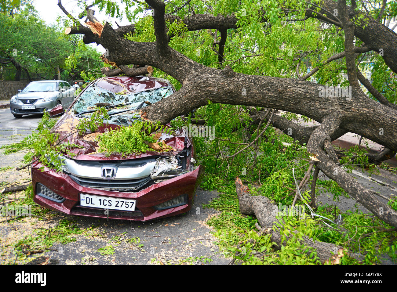 Car crushed by tree hi-res stock photography and images - Alamy