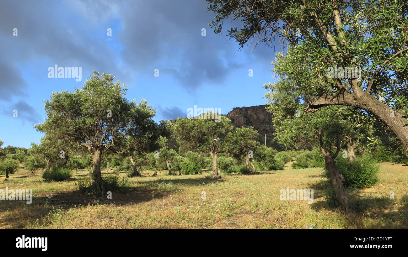 Sun and clouds on olive trees in grove near Alora, Andalusia Stock ...
