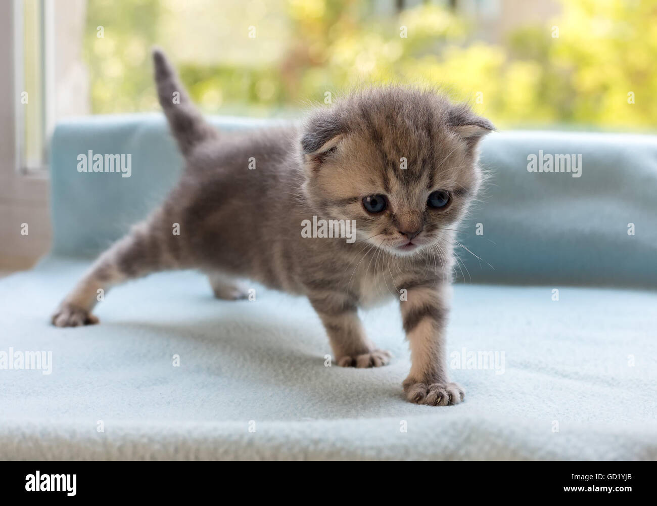 Beautiful little tabby kitten on a window sill. Scottish Fold breed ...