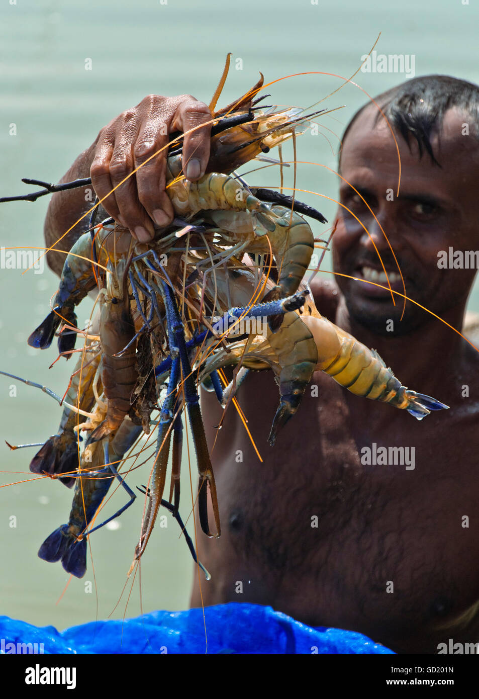 Prawn is a common name for small aquatic crustaceans with an ...