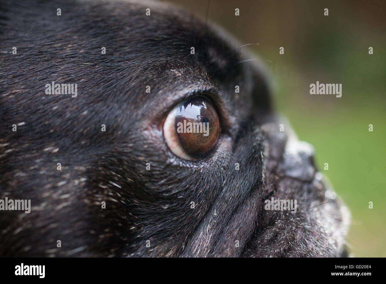 French Bulldog, also known as a 'Frenchie' Stock Photo - Alamy