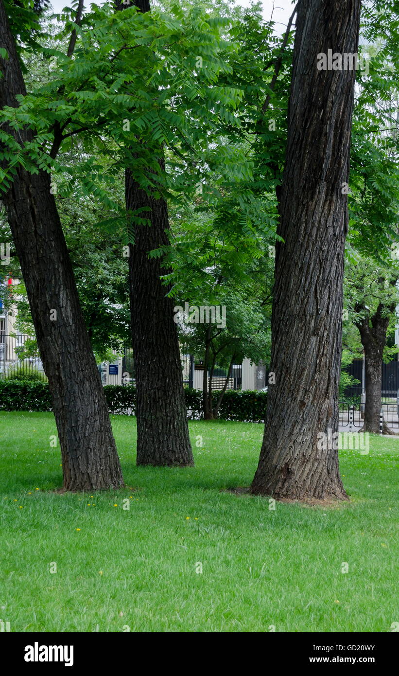 Group of three Fraxinus trees in the park, Sofia, Bulgaria Stock Photo ...