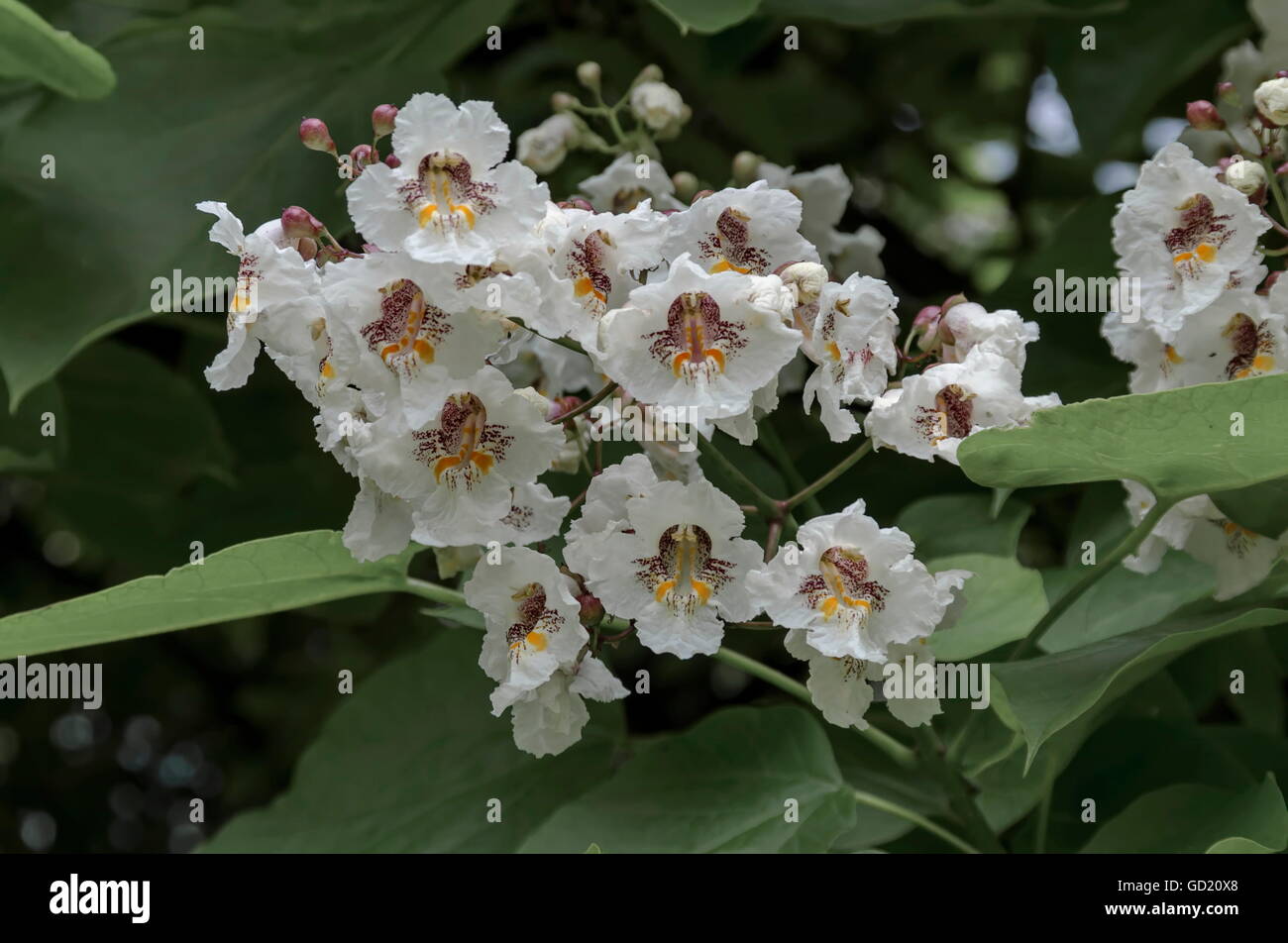 Close up of Indian Bean Tree flowers or Catalpa bignonioides, Sofia ...