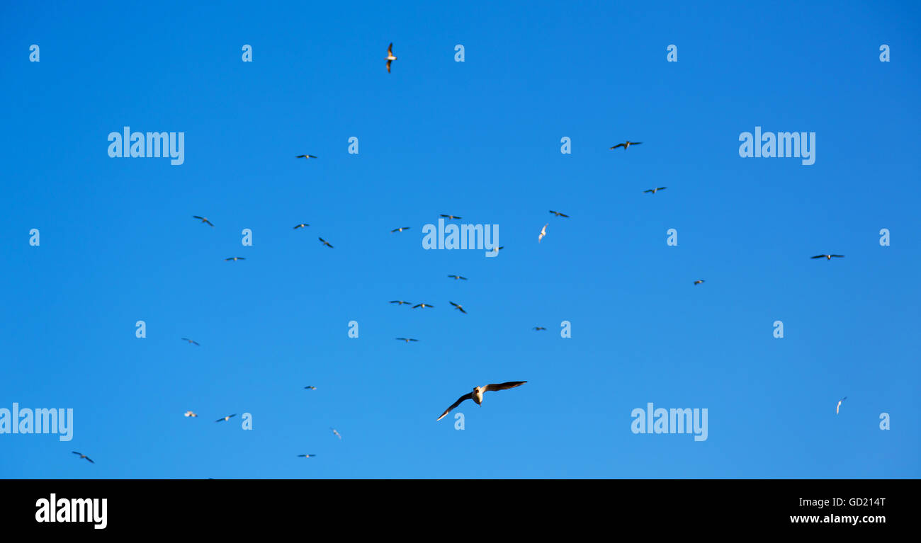 and free group of birds in oman the sky Stock Photo - Alamy