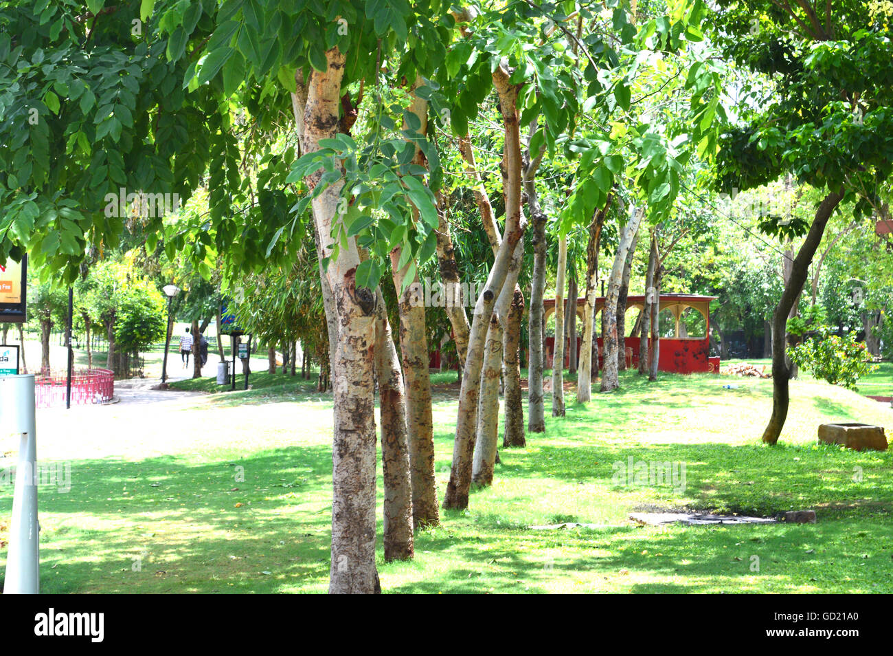 trees in park aligned in straight line.greenery landscape with bright ...