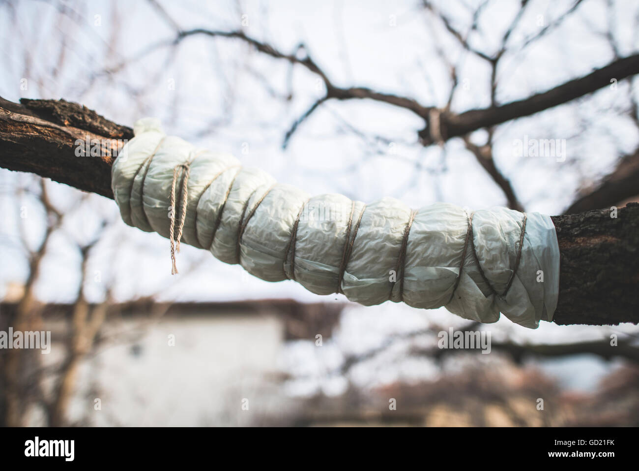 Bandage Tree Wounds at Steve Bushnell blog