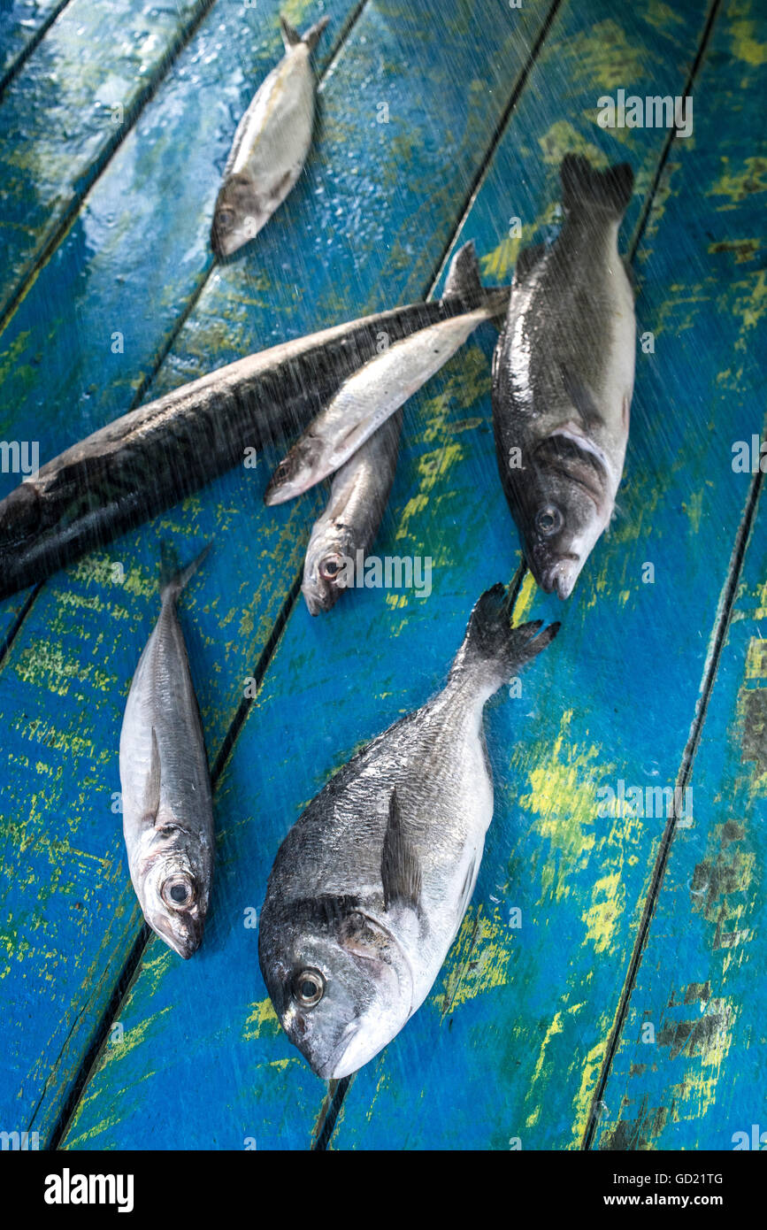 Wash fish. Sea bream, sea bass, mackerel and sardines. Bulgaria ...