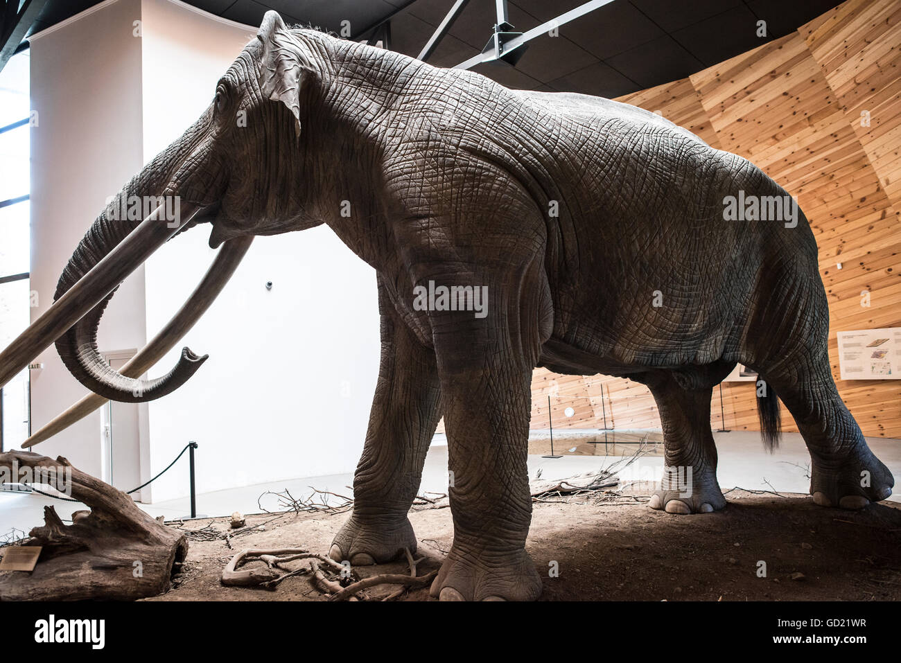 Mastodon Fossil Stock Photos & Mastodon Fossil Stock Images - Alamy