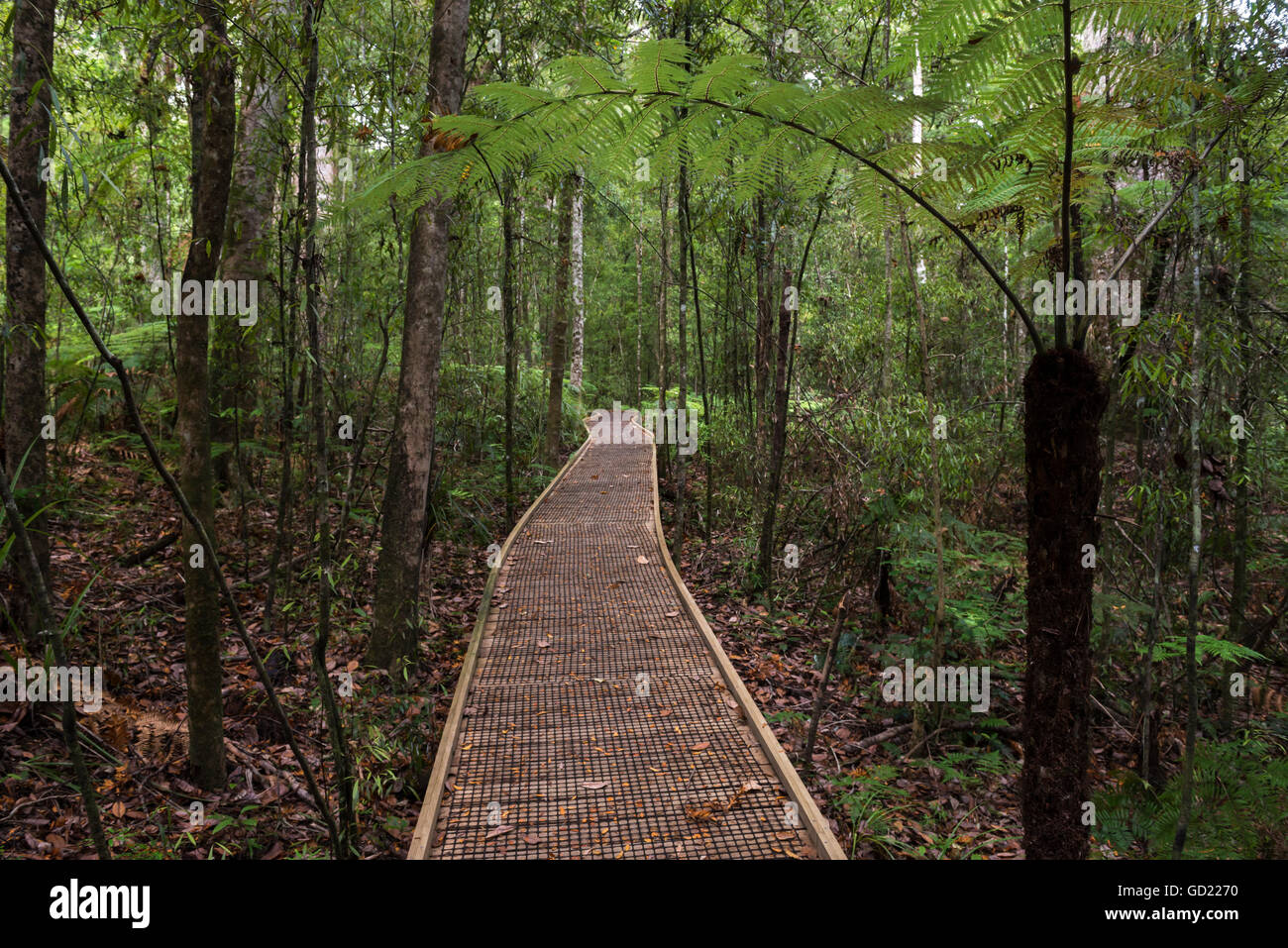 Footpath through waipoua kauri forest hi-res stock photography and ...