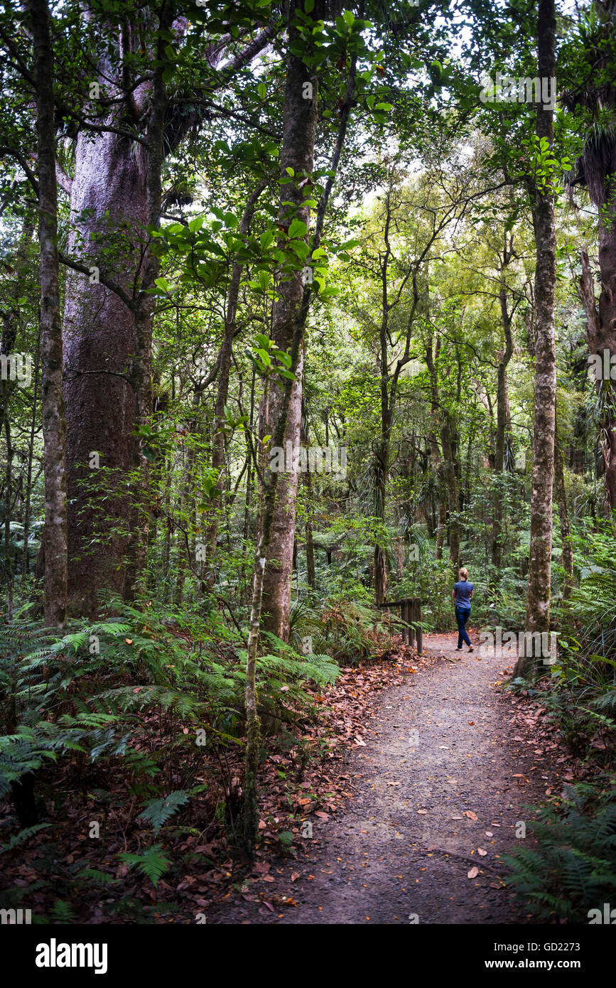 Tourist exploring Waipoua Kauri Forest, Northland Region, North Island ...