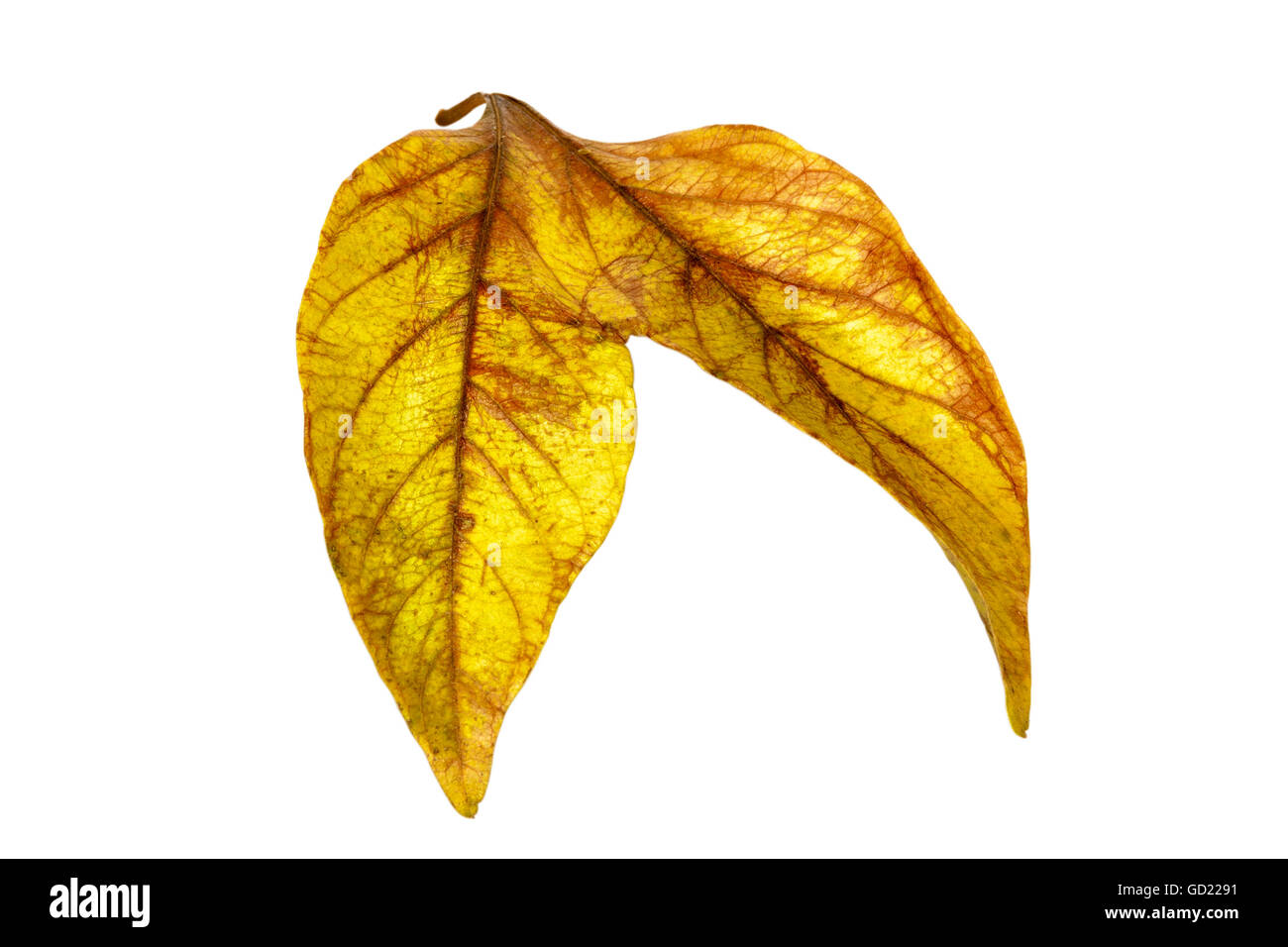 Studio shot of two conjoined twin autumn colored leaves patterns and ...