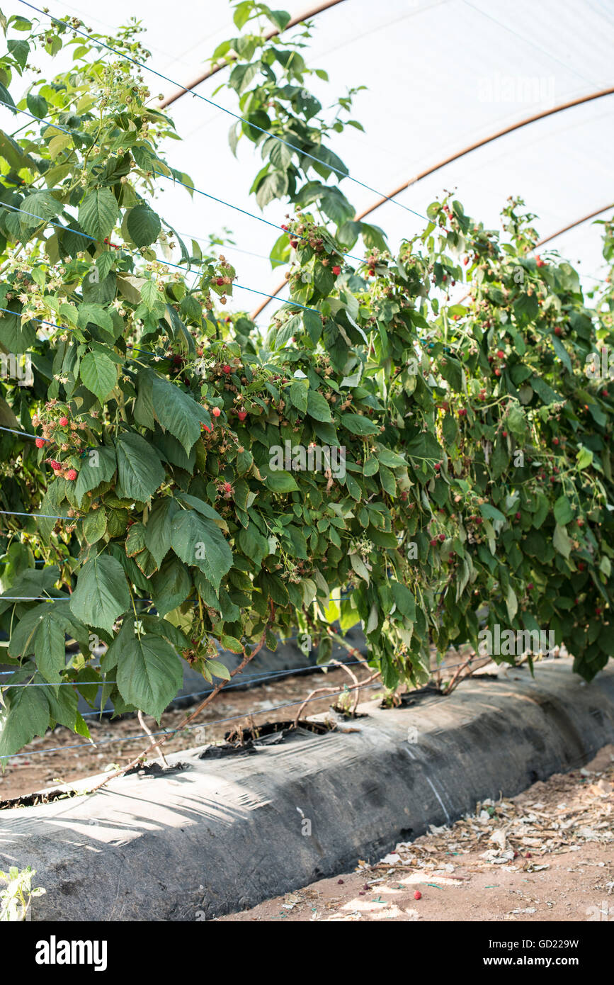 Raspberry plantation in greenhouse Stock Photo - Alamy