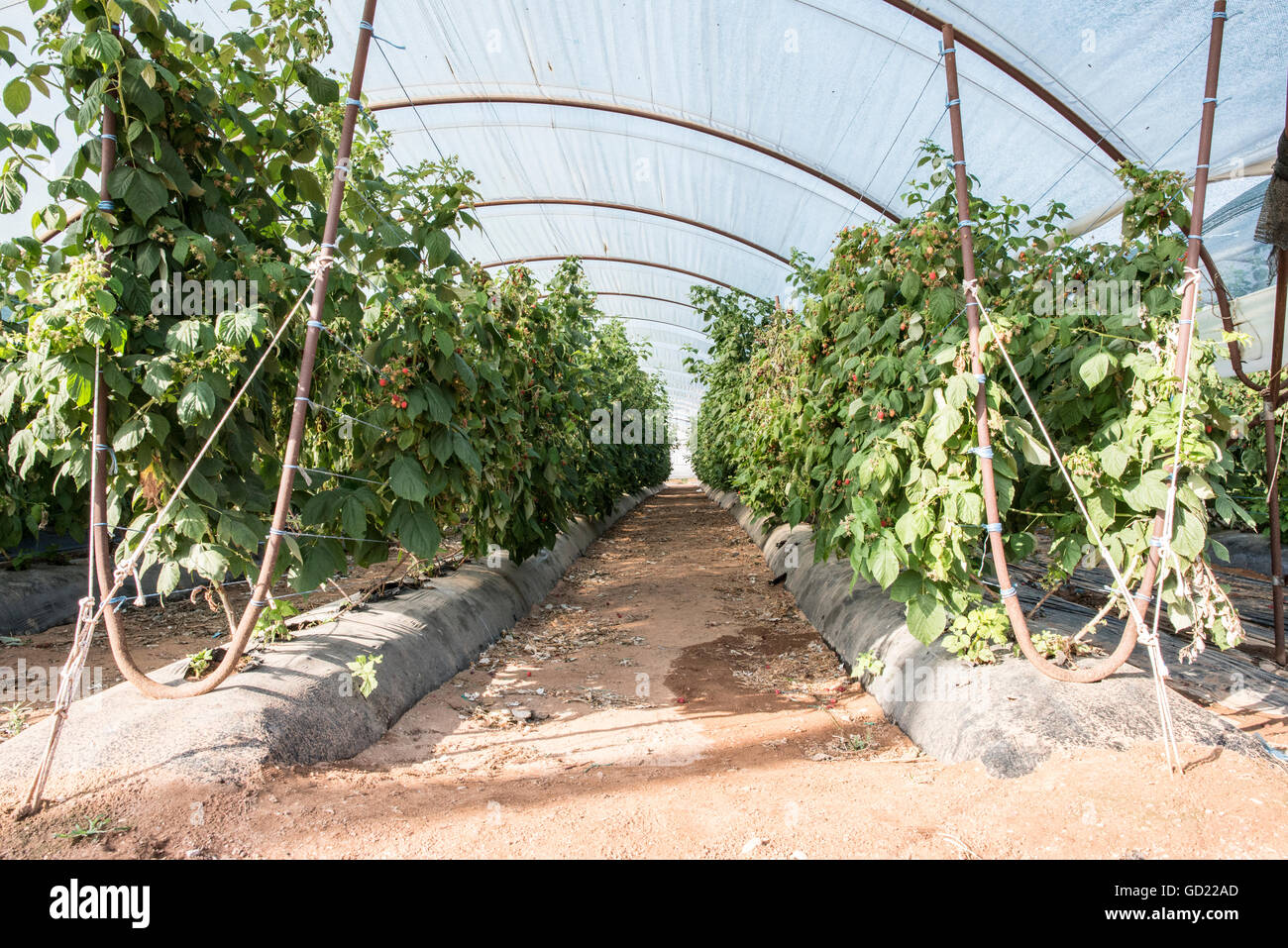 Raspberry plantation in greenhouse Stock Photo - Alamy