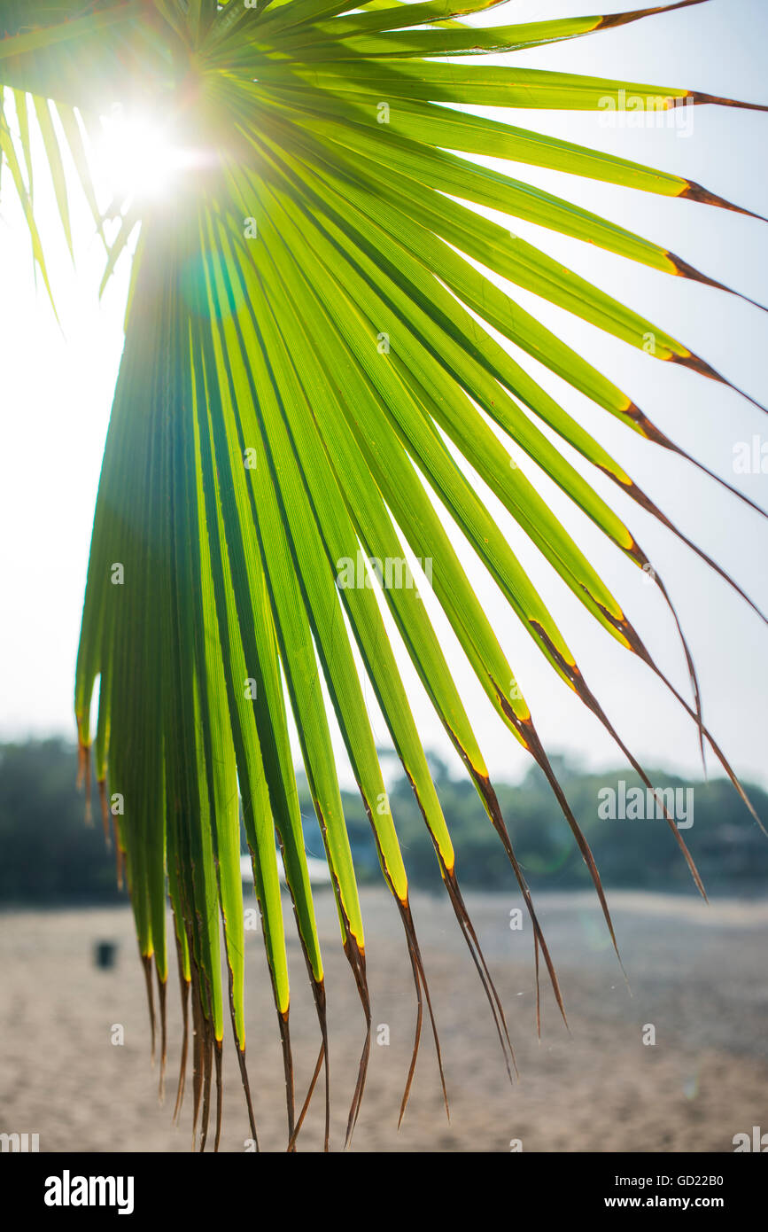 Palm leaves tree plant leaf hi-res stock photography and images - Alamy