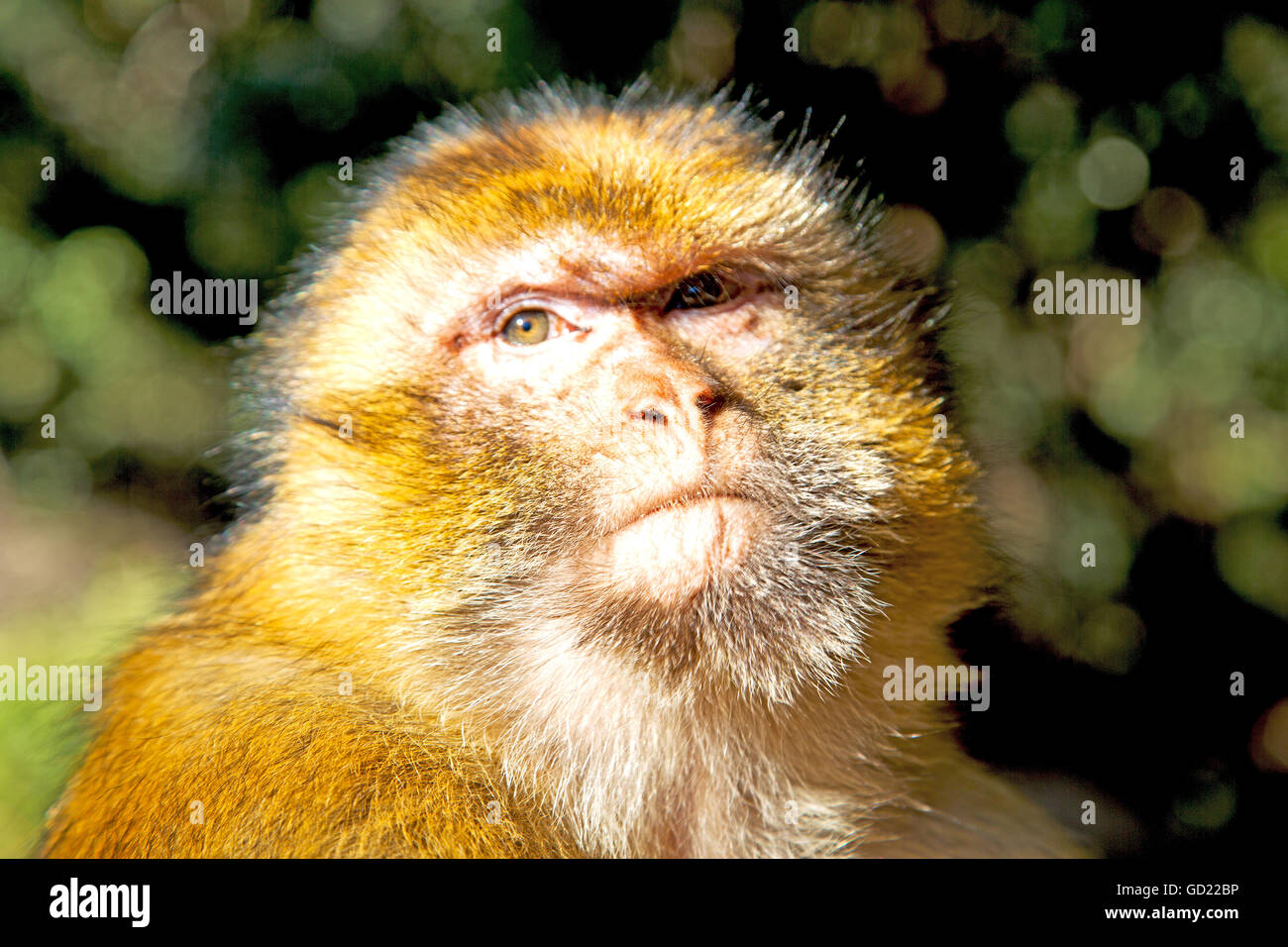 old monkey in africa morocco and natural background fauna close up ...