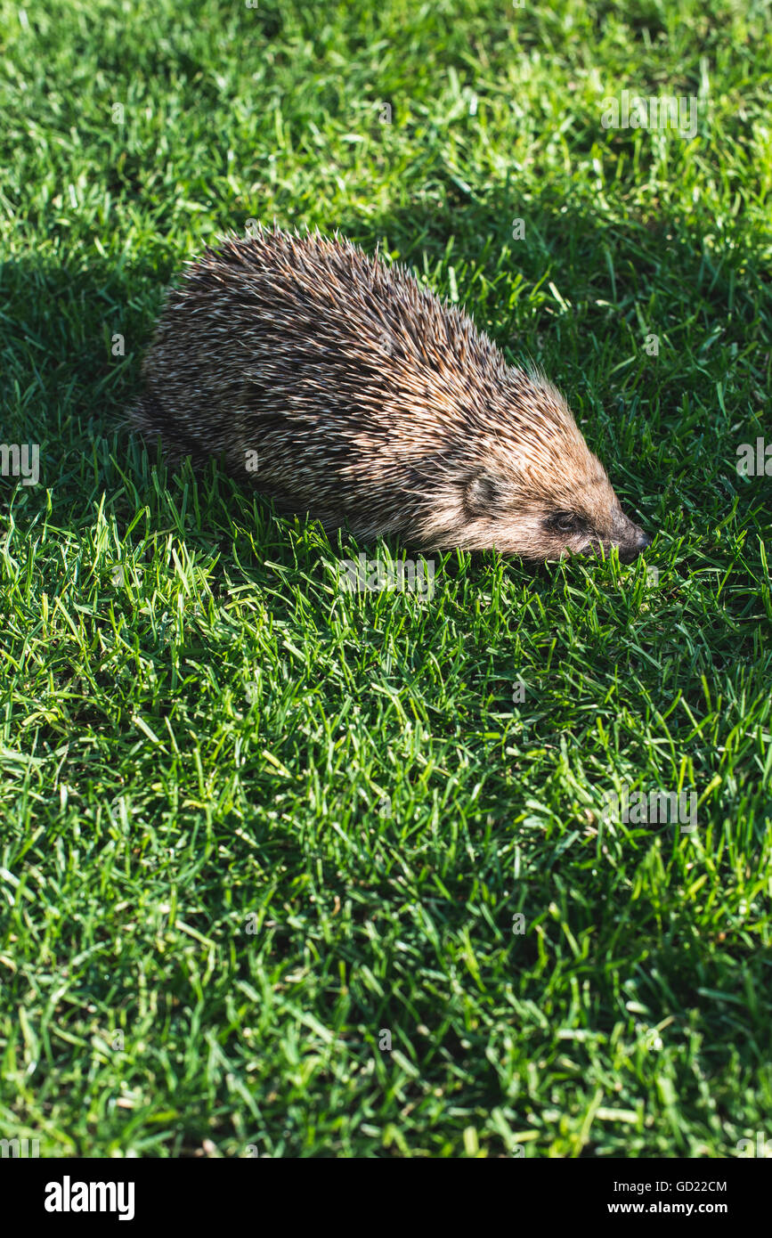 Hedgehog on a mountain meadow Stock Photo - Alamy