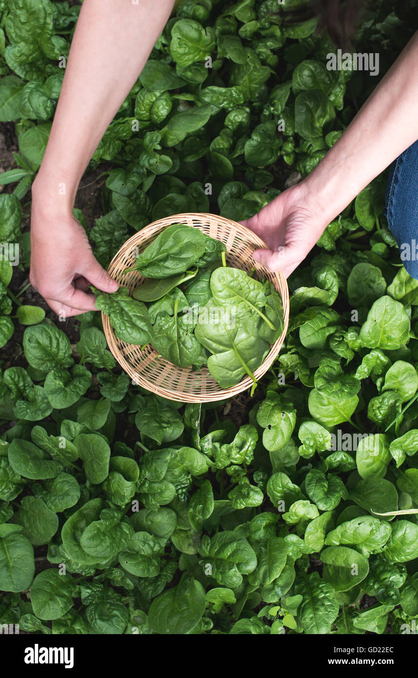 Spinach hi-res stock photography and images - Alamy