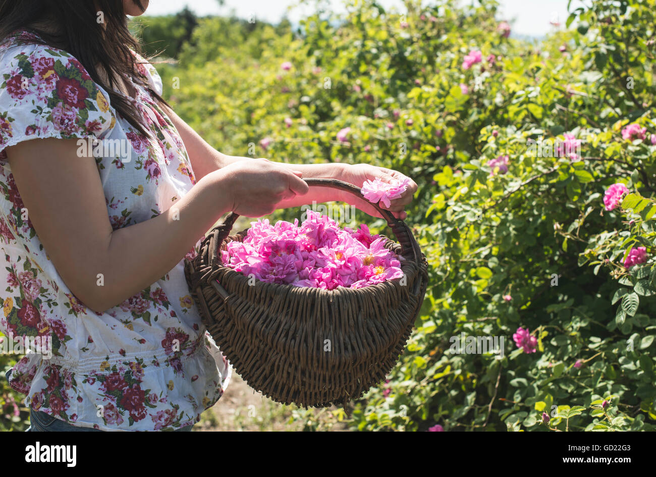 Woman picking color of oilseed roses. Harvest roses Stock Photo - Alamy