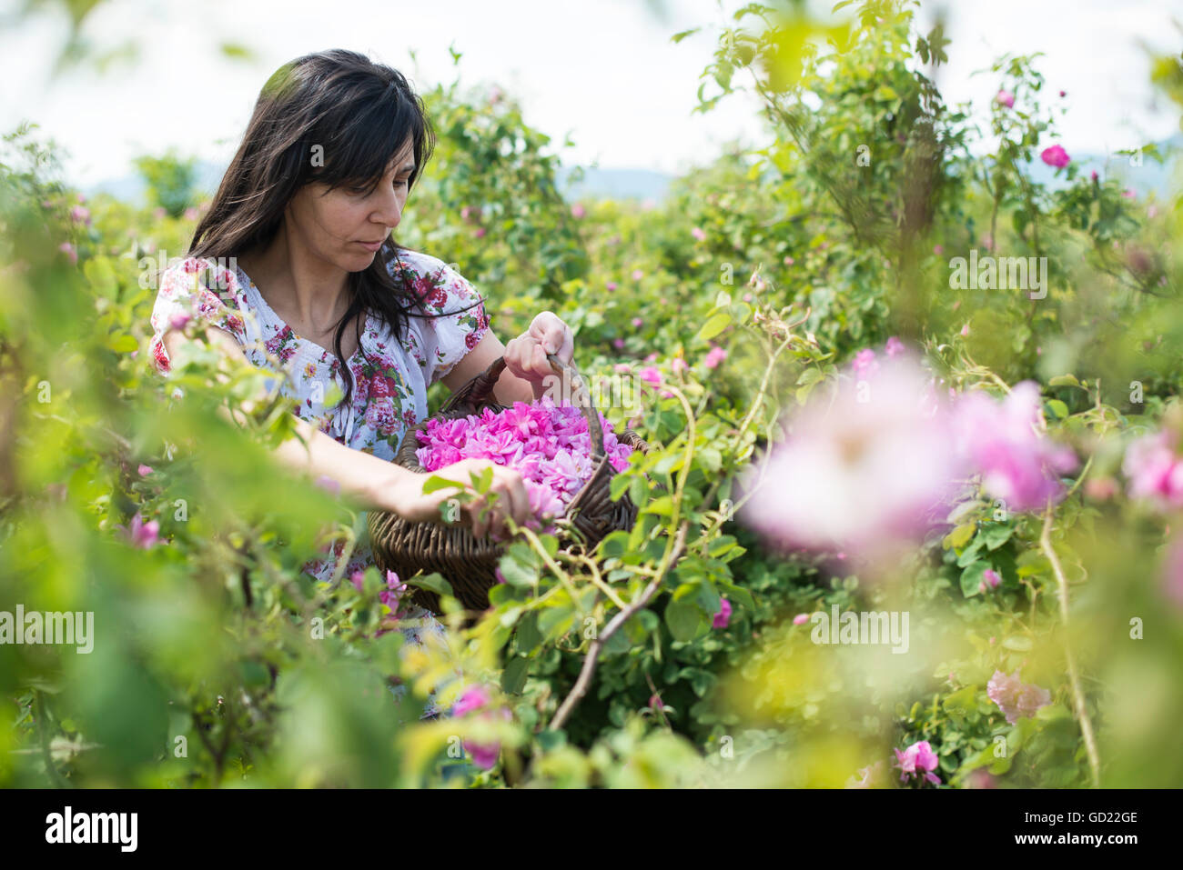 Woman picking color of oilseed roses. Harvest roses Stock Photo - Alamy
