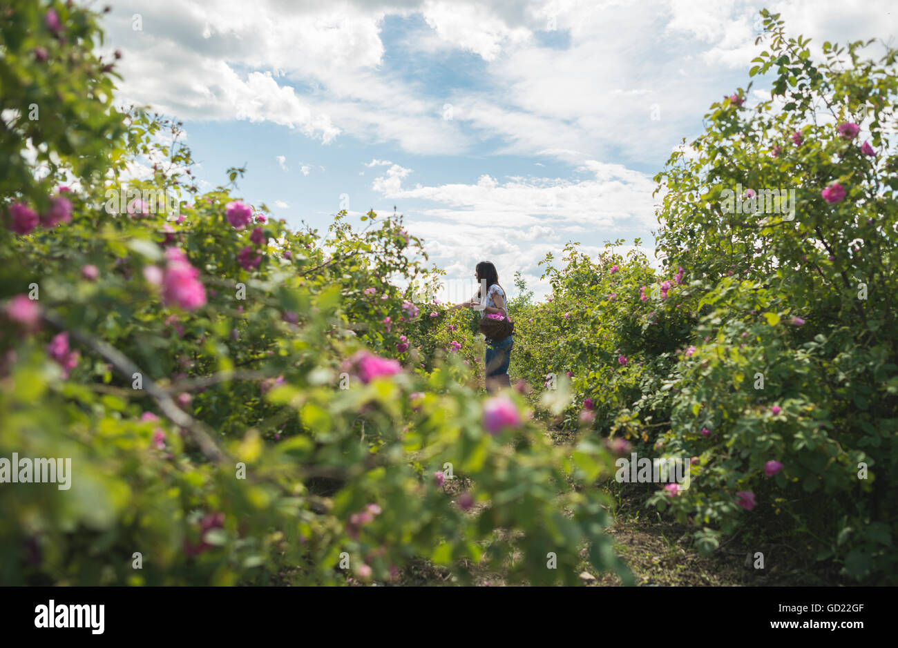 Woman picking color of oilseed roses. Harvest roses Stock Photo - Alamy
