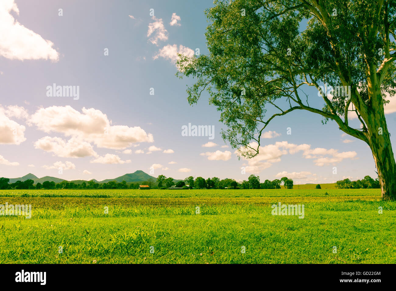 Old style faded color split tone image Australian landscape eucalyptus ...