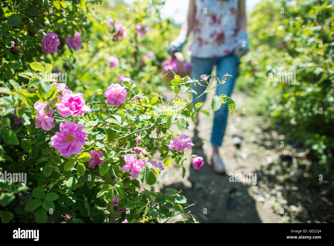 Woman picking color of oilseed roses. Harvest roses Stock Photo - Alamy