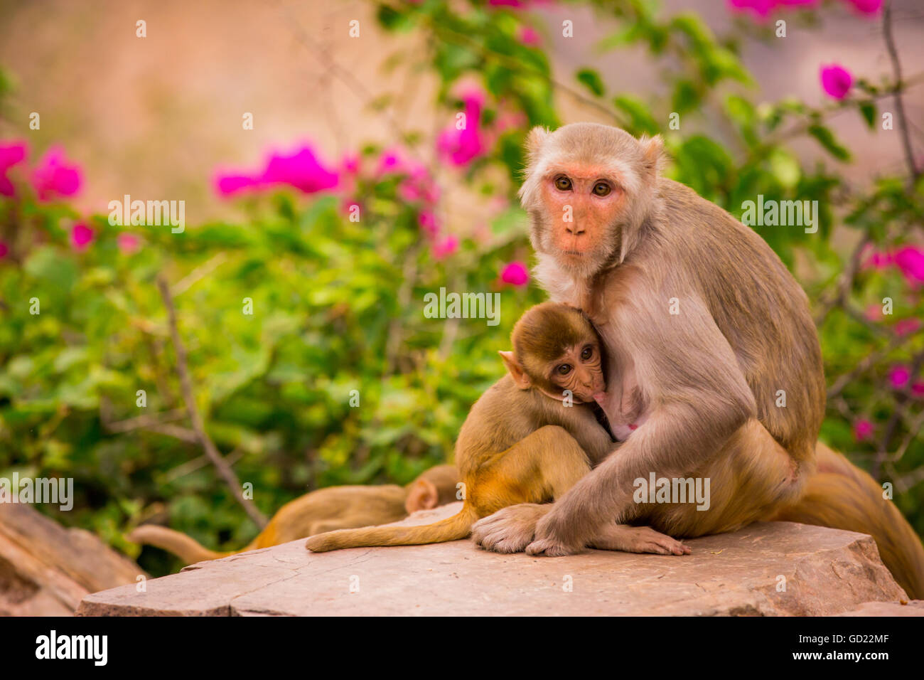 Wild monkeys, Jaipur, Rajasthan, India, Asia Stock Photo - Alamy
