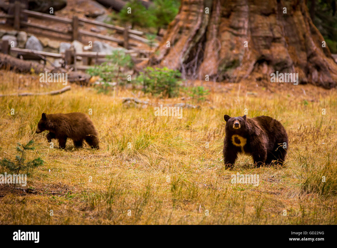 Sequoia national park animal hi-res stock photography and images - Alamy