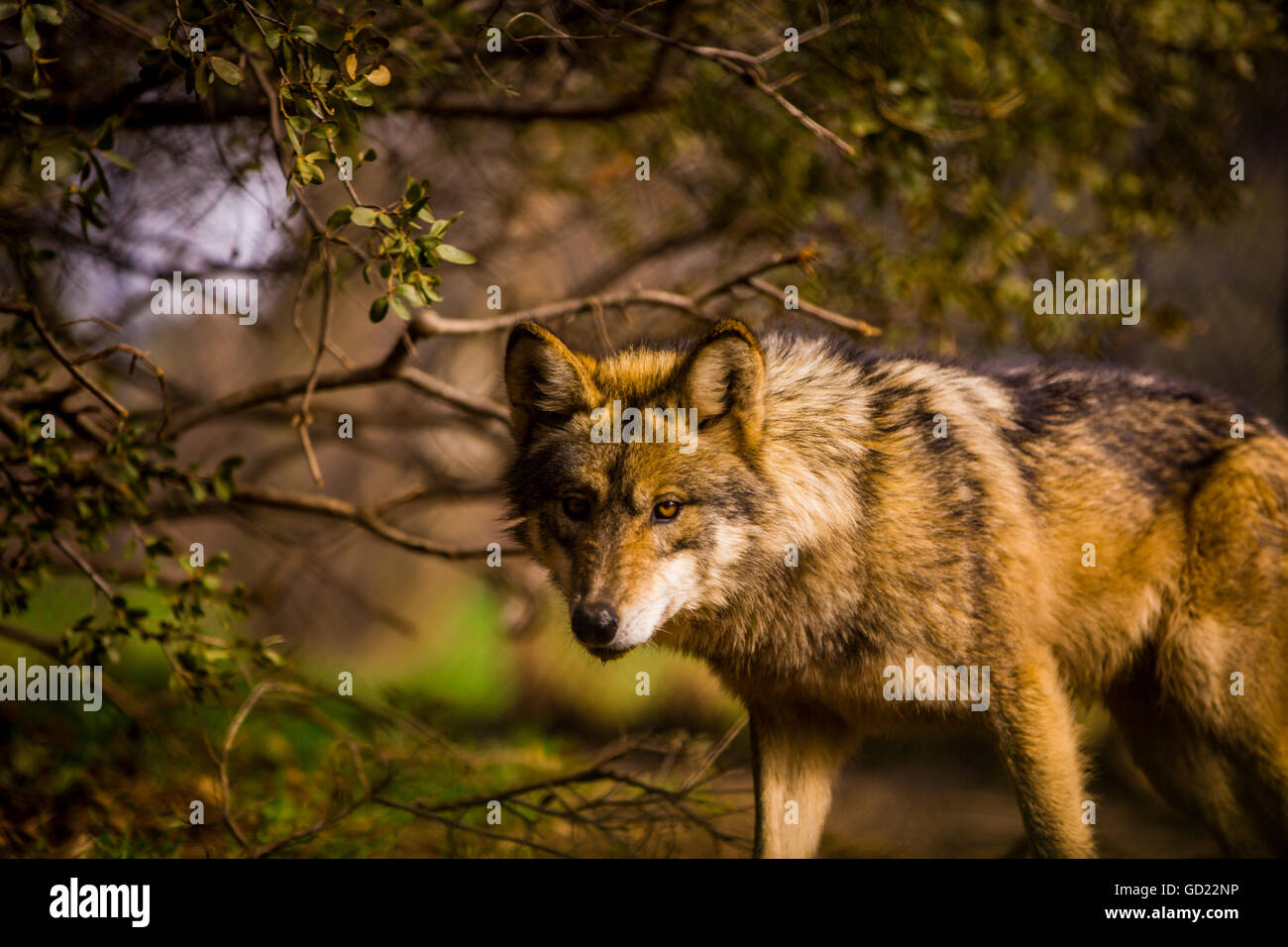 Mexican wolf, Julien, California, United States of America, North ...