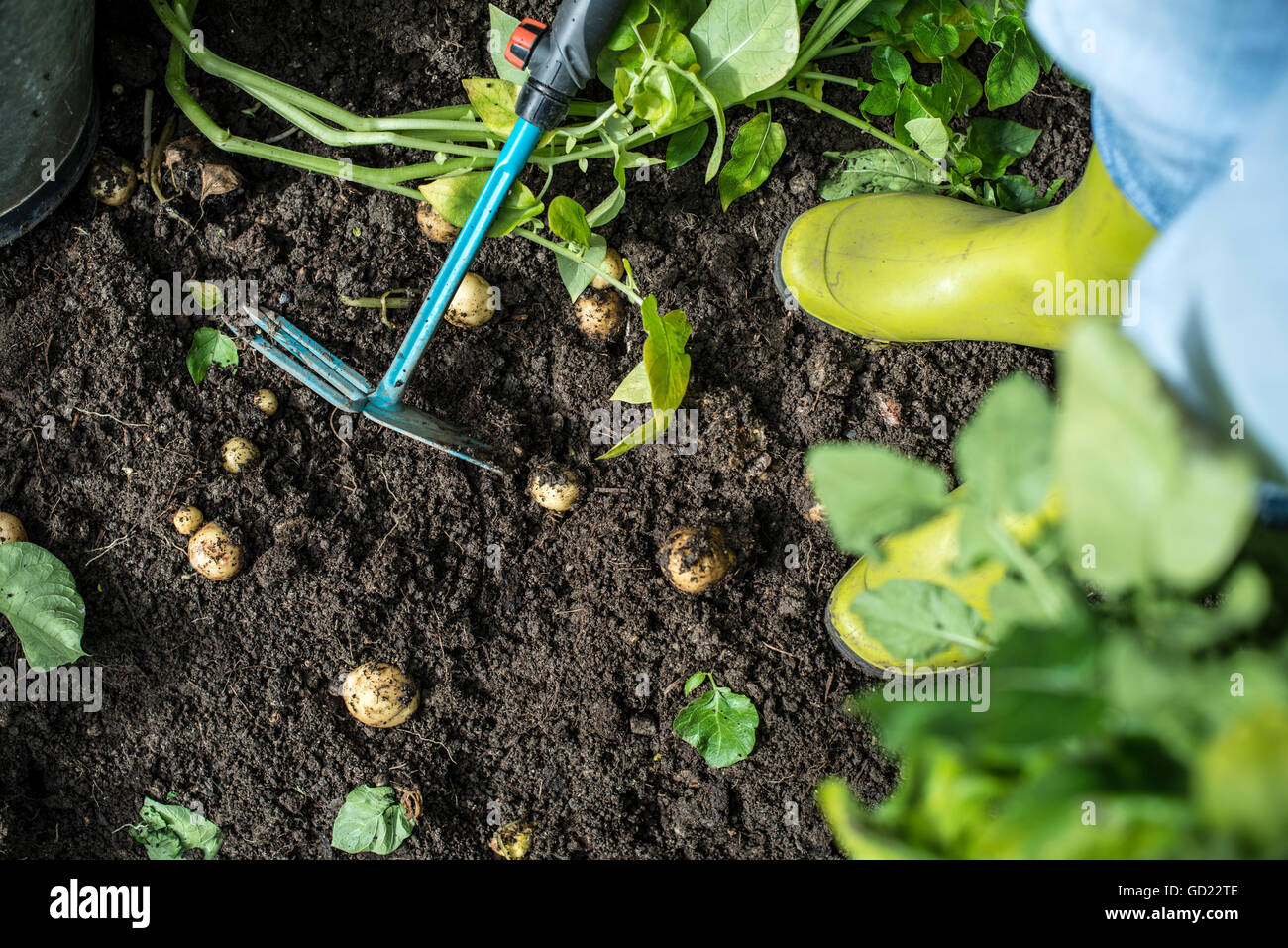 Hoeing garden hi-res stock photography and images - Alamy
