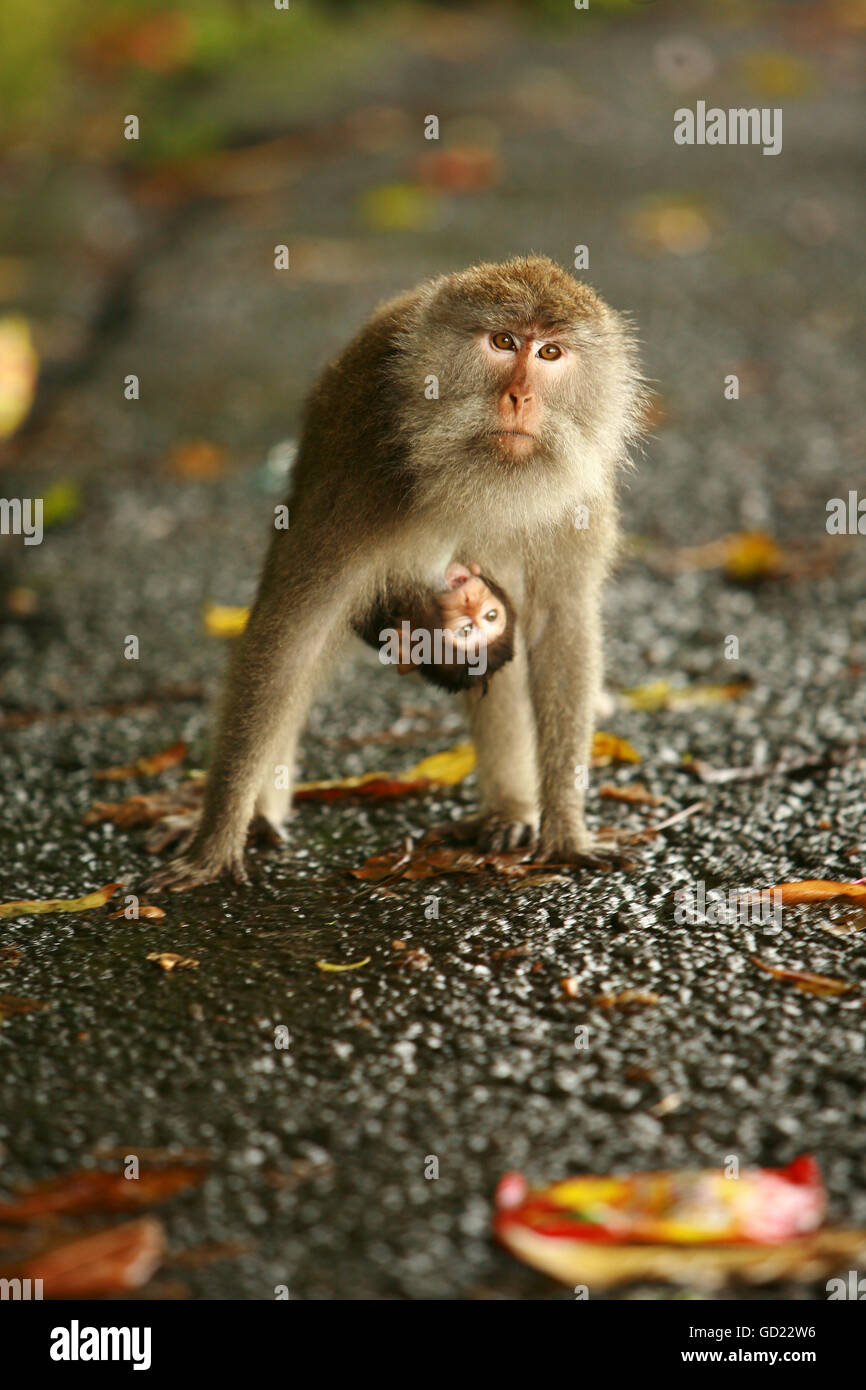 Monkey and baby, Sacred Monkey Forest, Bali, Indonesia, Southeast Asia ...