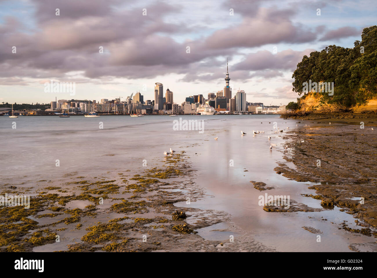 Auckland skyline at sunrise, Auckland, North Island, New Zealand ...