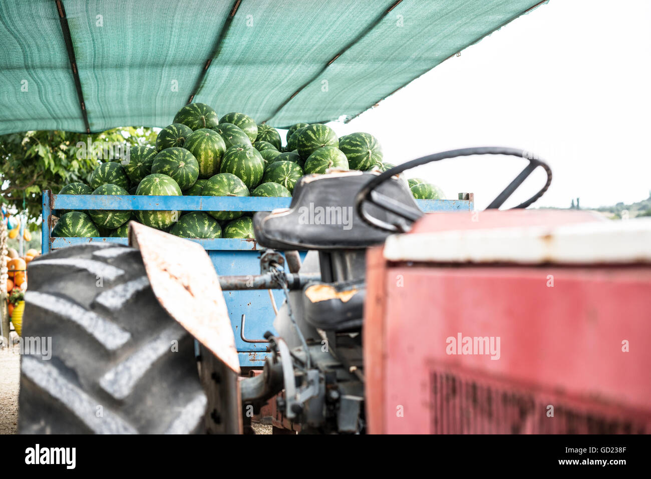 Watermelons in the trailer of a tractor Stock Photo - Alamy