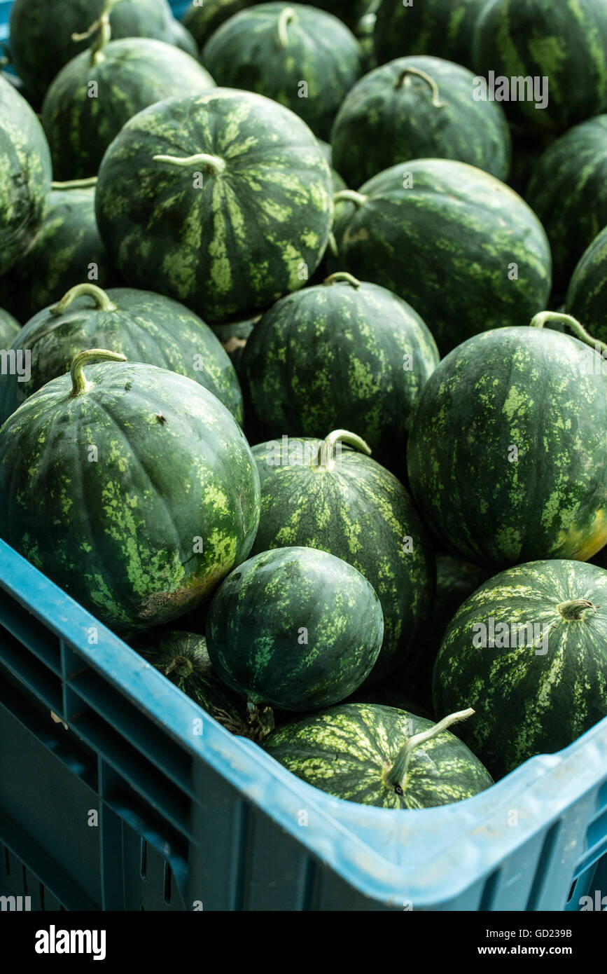 Watermelons in a a large crate on the market Stock Photo - Alamy