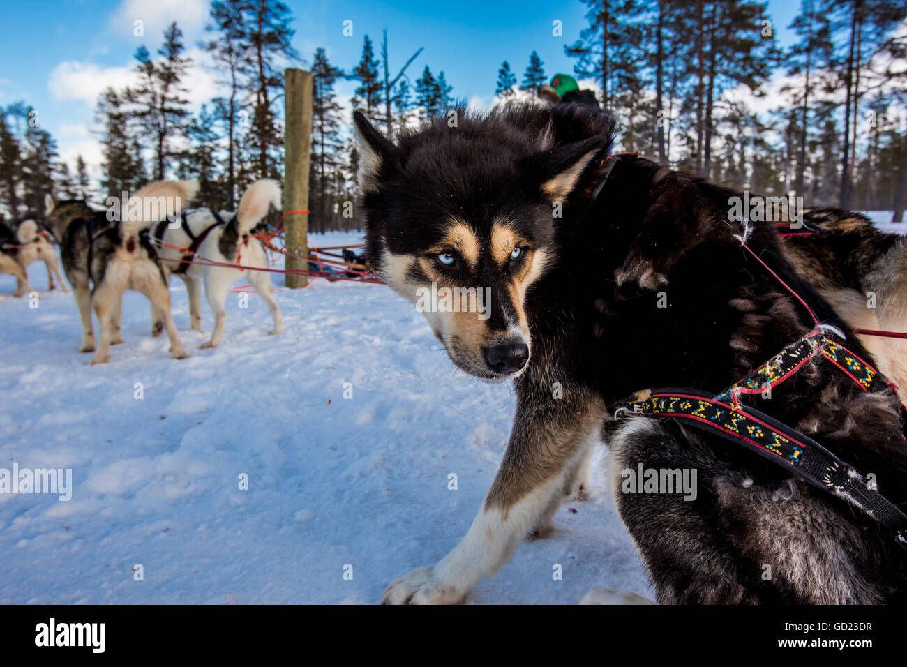 Husky Dogsledding Safari, Kakslauttanen Igloo Village, Saariselka ...