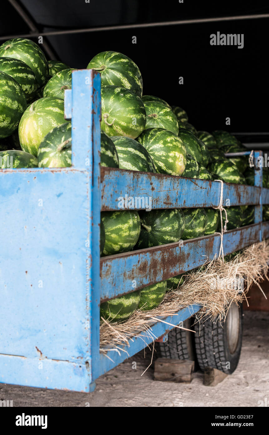 Watermelons in the trailer of a tractor Stock Photo - Alamy