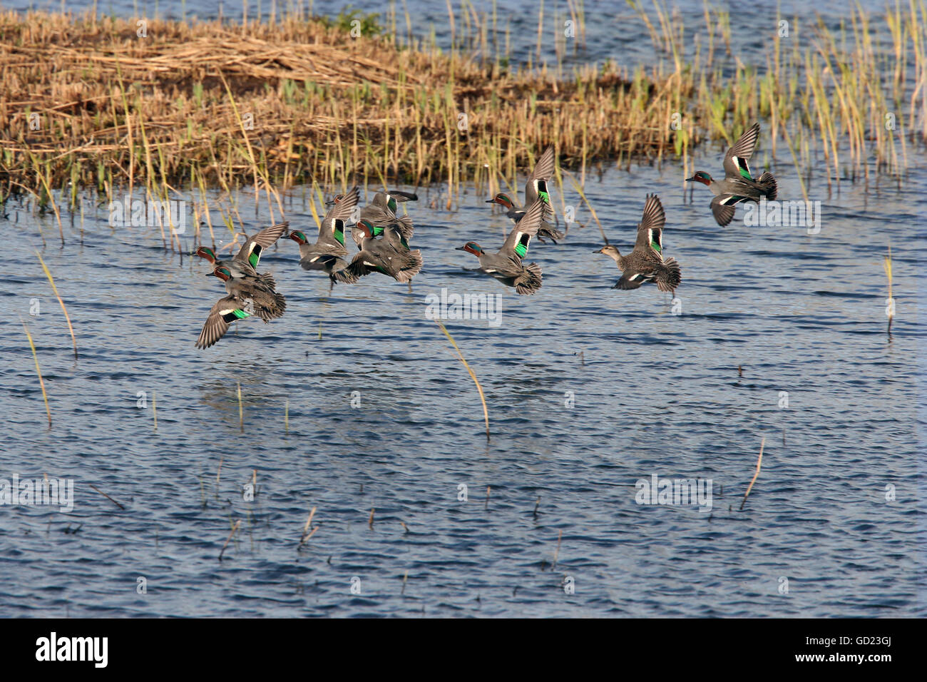 A group of Common Teal duck coming in to land at Marazion Marsh RSPB ...