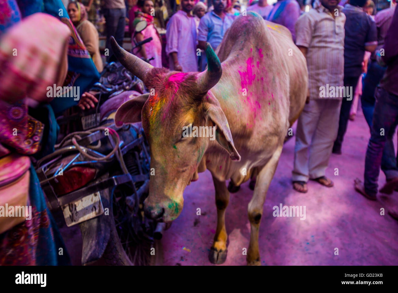 Holi cow festival hi-res stock photography and images - Alamy