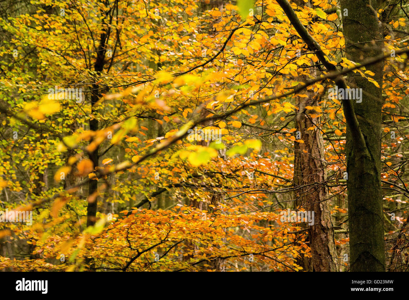 Trees in autumn, Gragg Vale, Calder Valley, Yorkshire, England, United ...